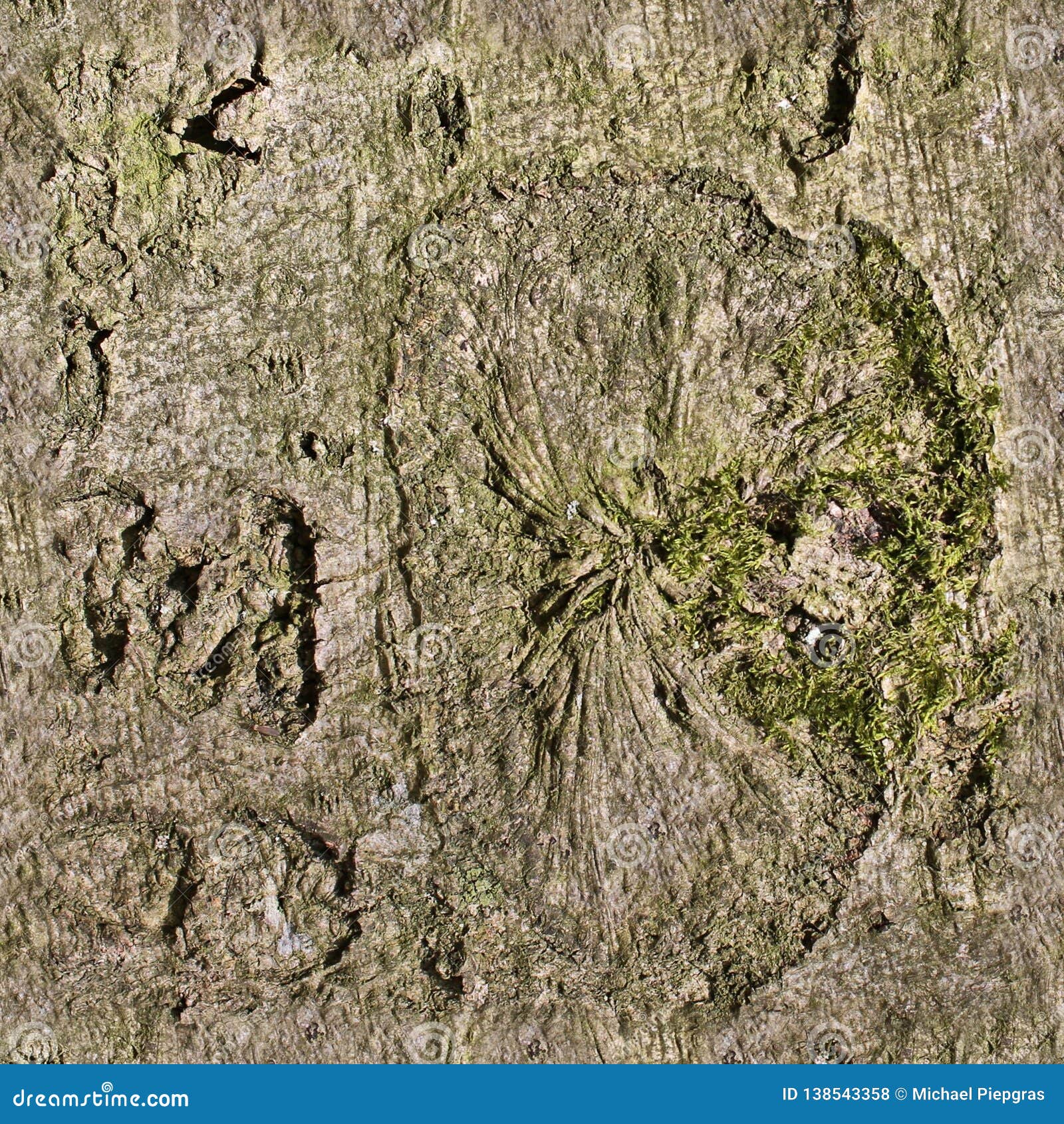 Photo Realistic Texture of Tree Bark in High Resolution Stock Photo ...