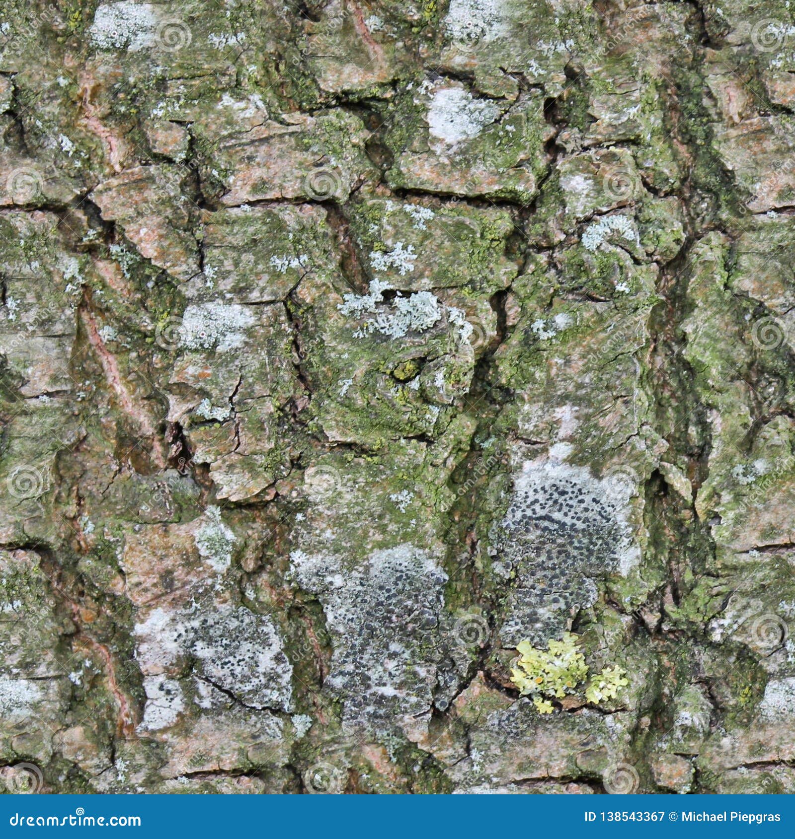 Photo Realistic Texture of Tree Bark in High Resolution Stock Image ...