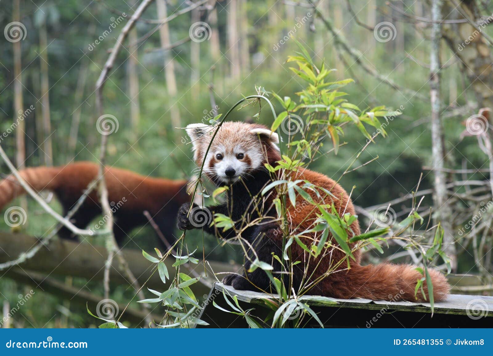 A Photo of a Red Panda on a Tree. Stock Image - Image of himalayas ...
