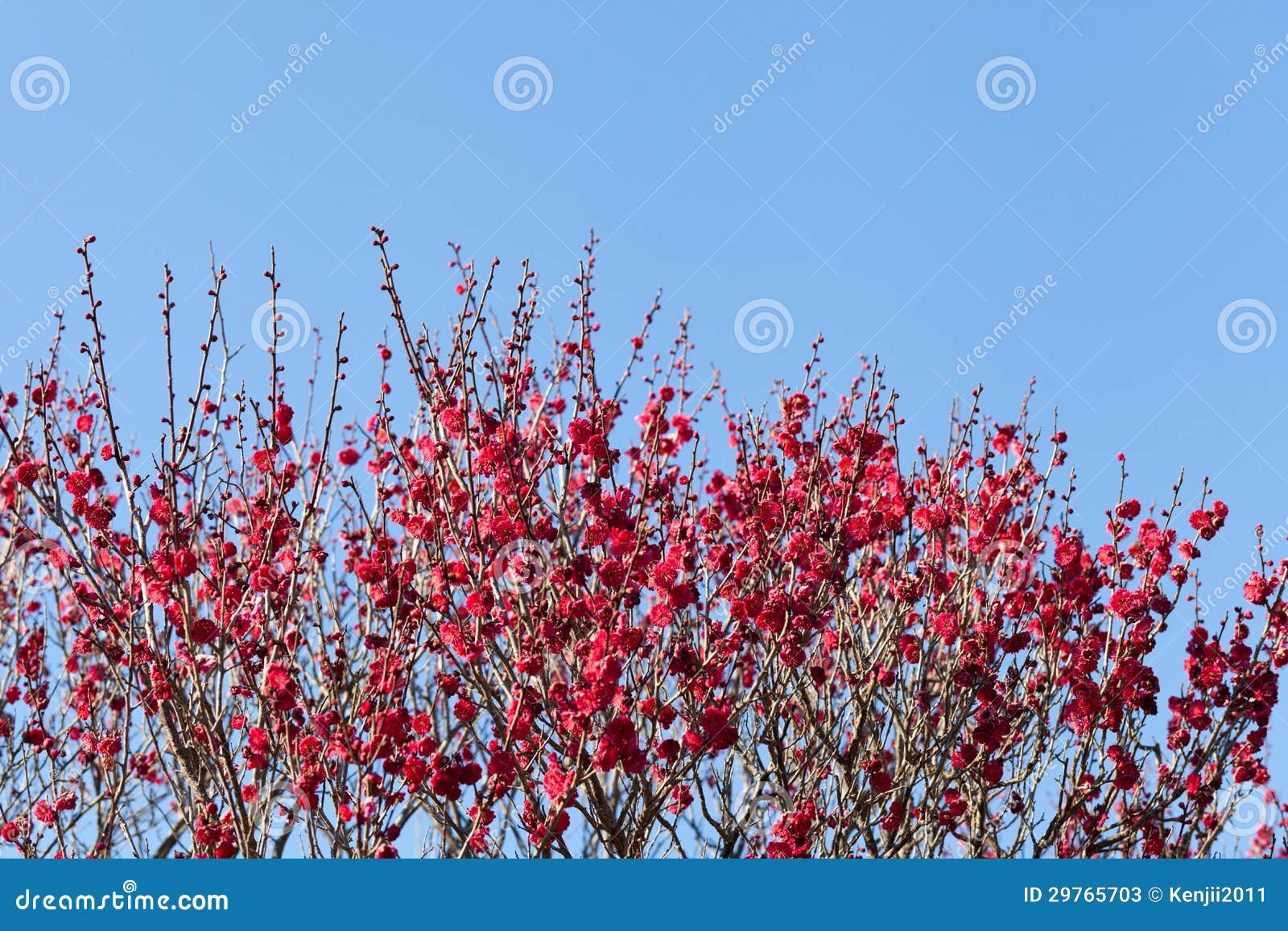 Red plum blossoms stock image. Image of floral, bright - 29765703