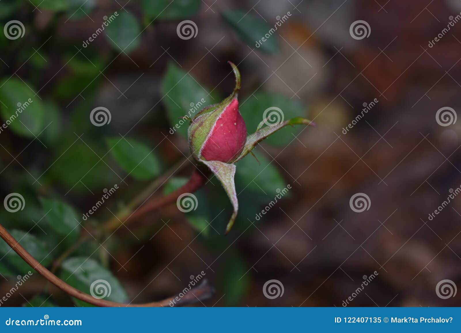 Red rosebud stock image. Image of botanical, spring - 122407135