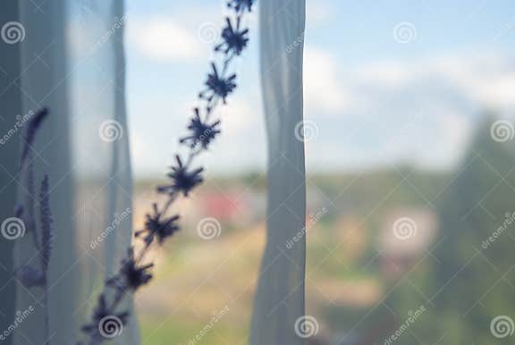 Photo of a Red Tulle on a Window with a Thread Pattern Stock Photo ...