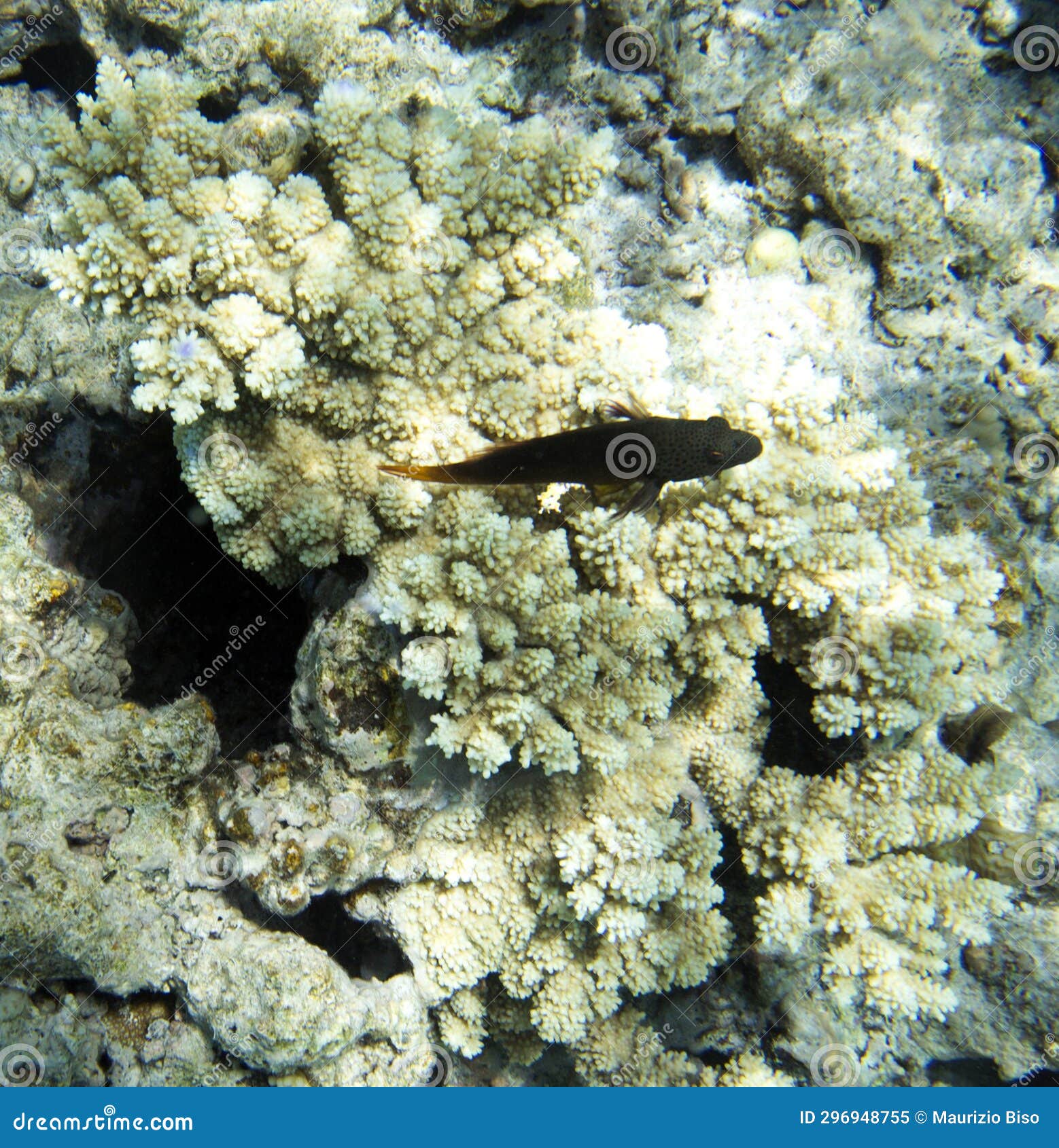 Photo of Redlip Blenny Fish Stock Image - Image of america, marine ...