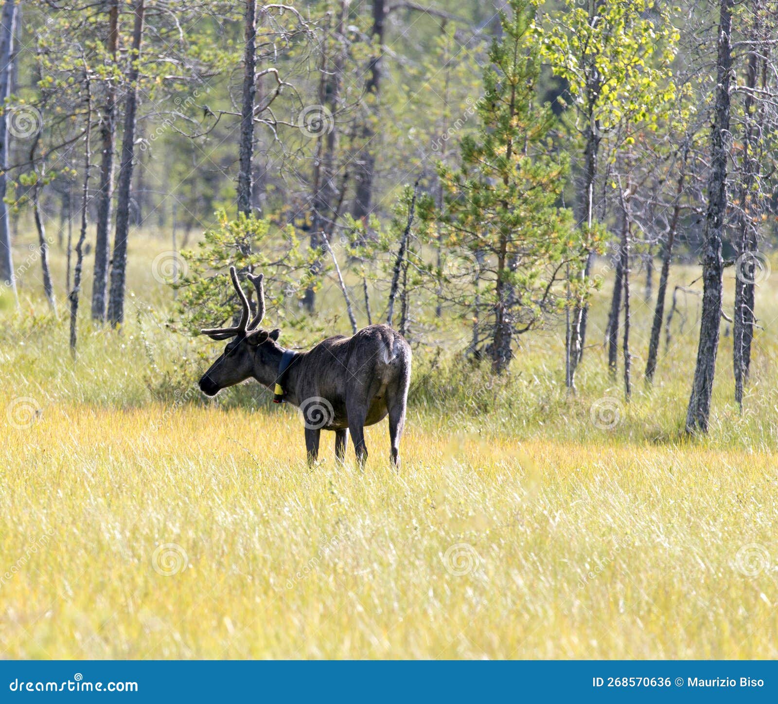Photo of a Reindeer during Summer Stock Photo - Image of wildlife ...