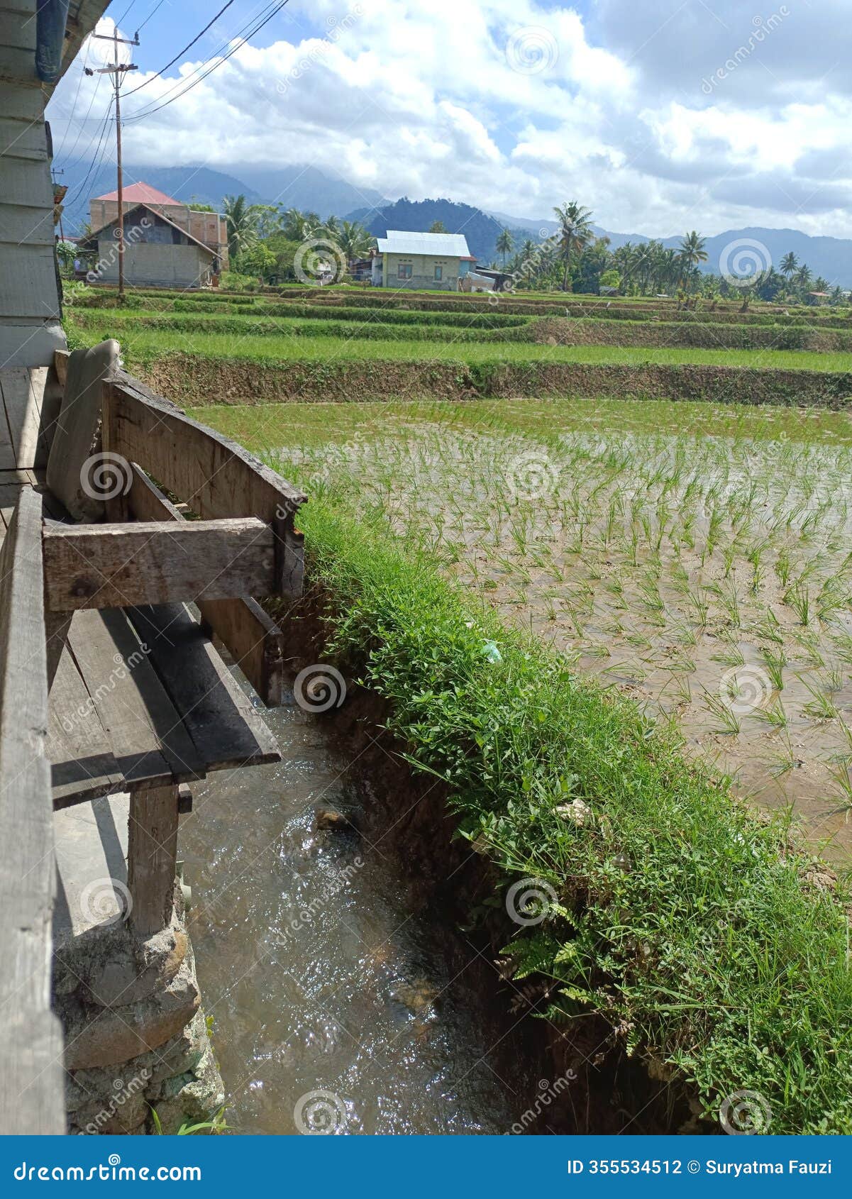 Photo of Rice Fields and Mountains, in a Village Stock Photo - Image of ...