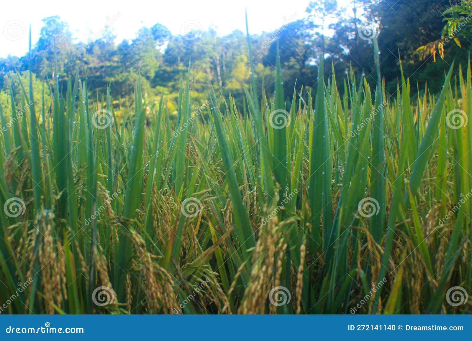 Photo of Rice in the Fields Ready To Be Harvested Stock Photo - Image ...