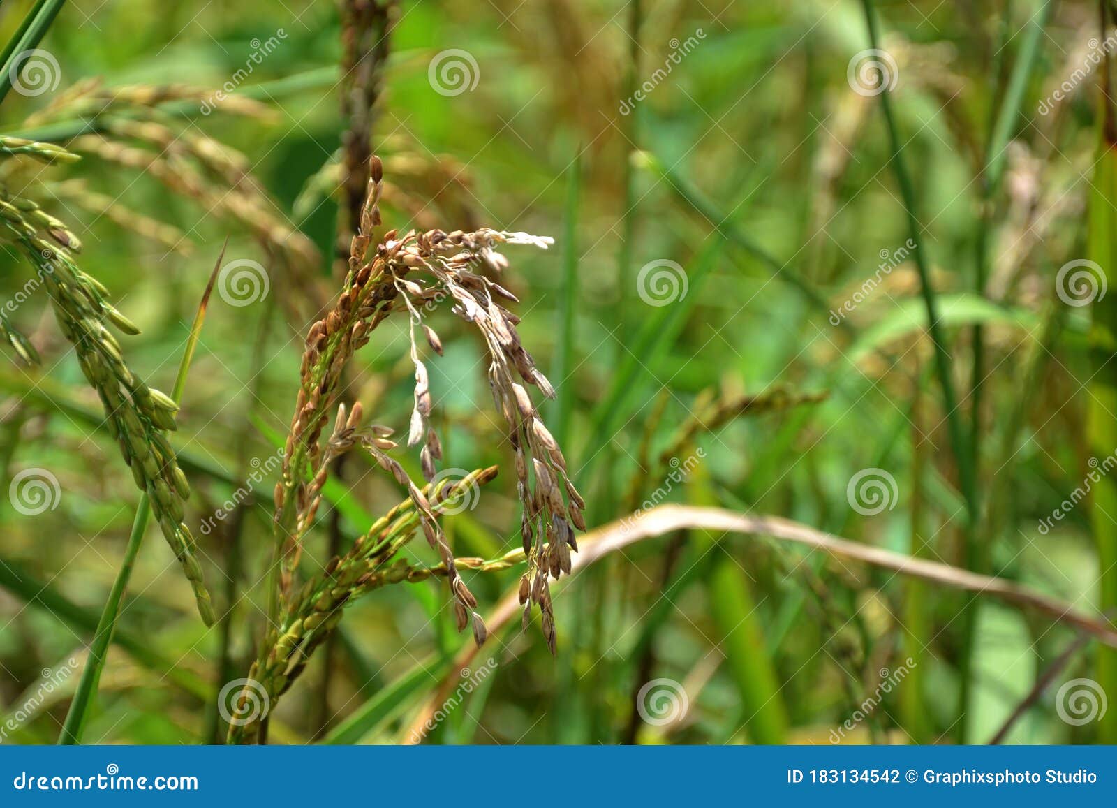 Photo of Rice Plant stock photo. Image of rice, nature - 183134542