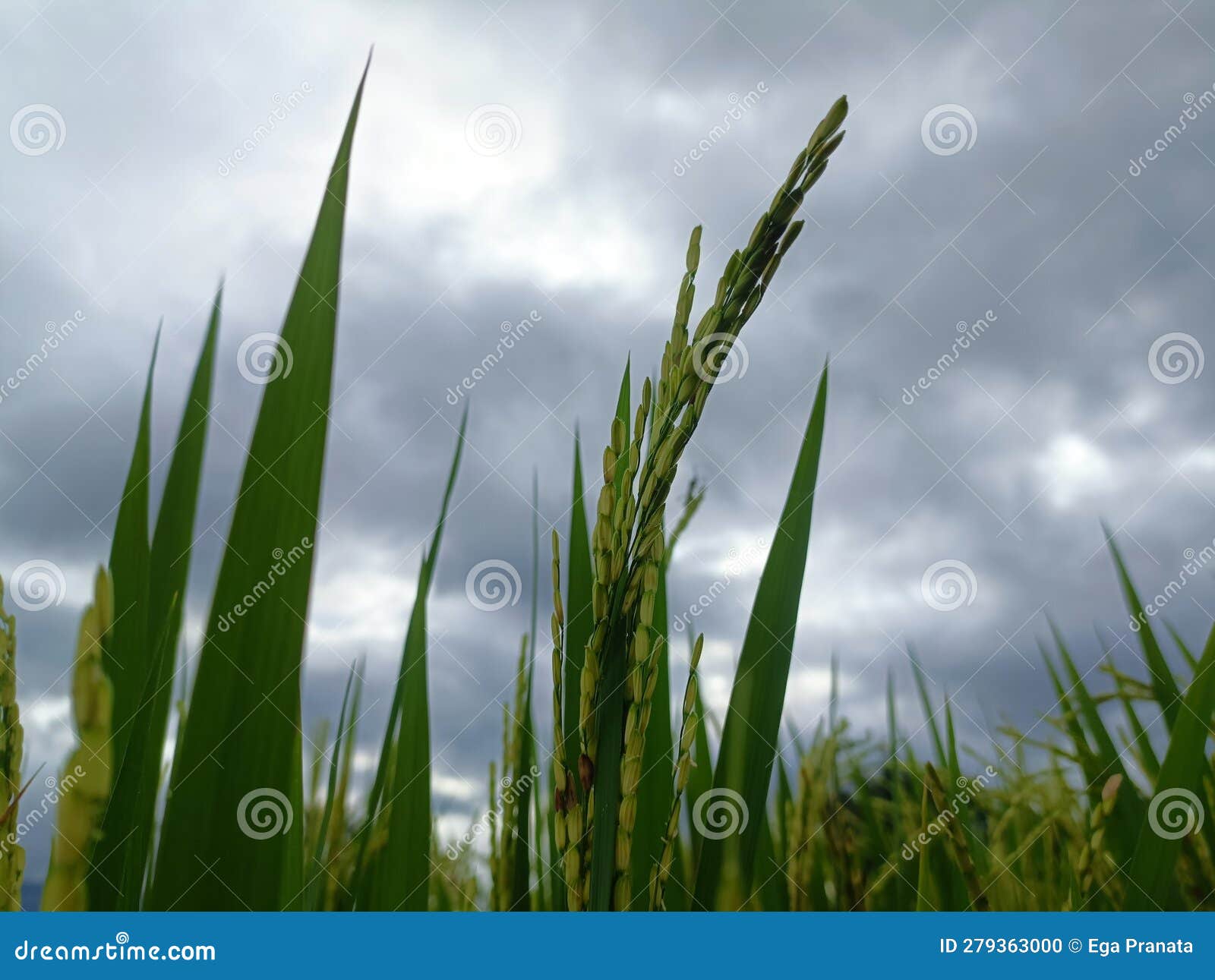 Photo of Rice Plants in Cloudy Weather Stock Photo - Image of leaf ...