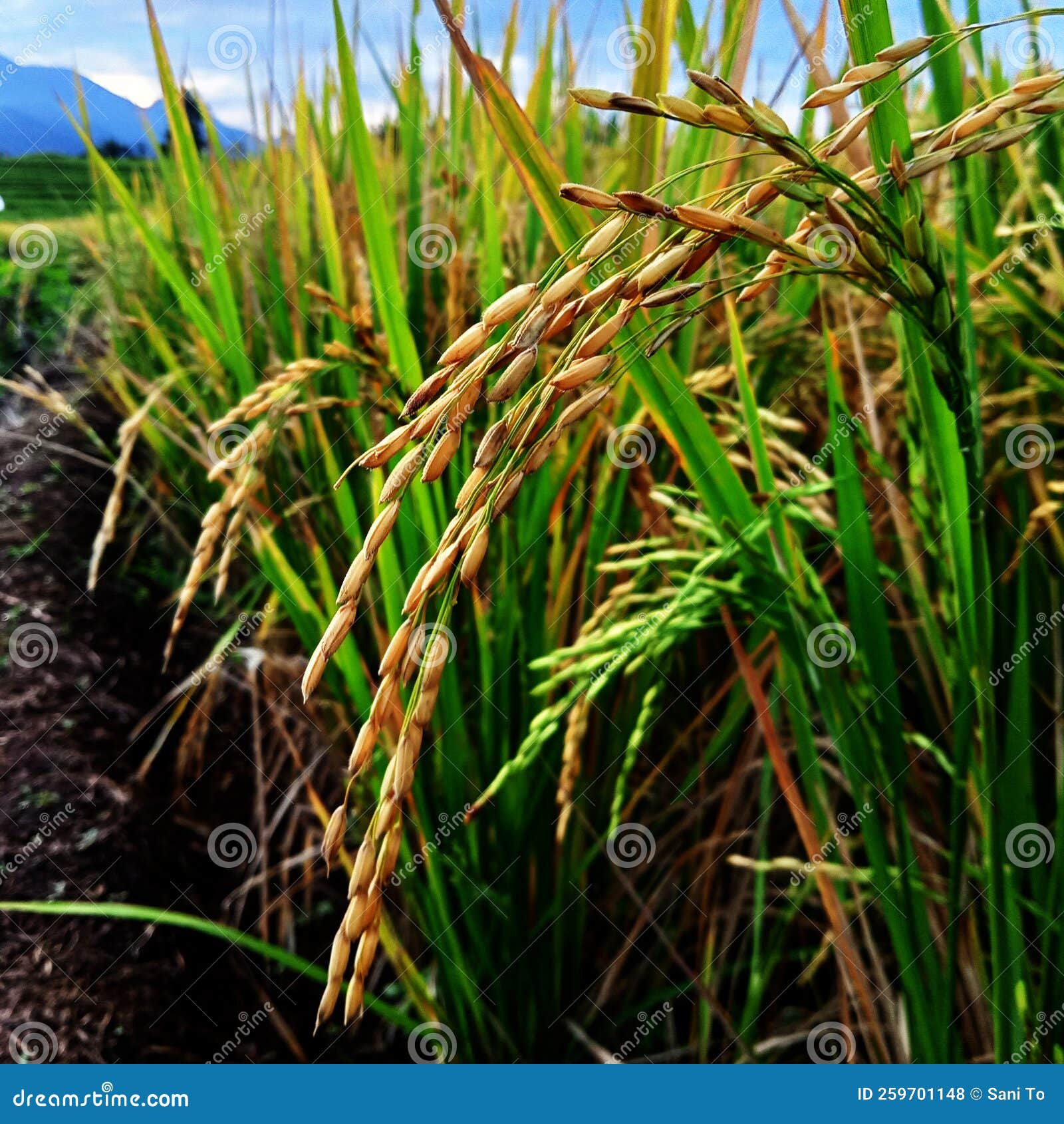 Photo of Rice Plants that are Yellowing Stock Photo - Image of tree ...