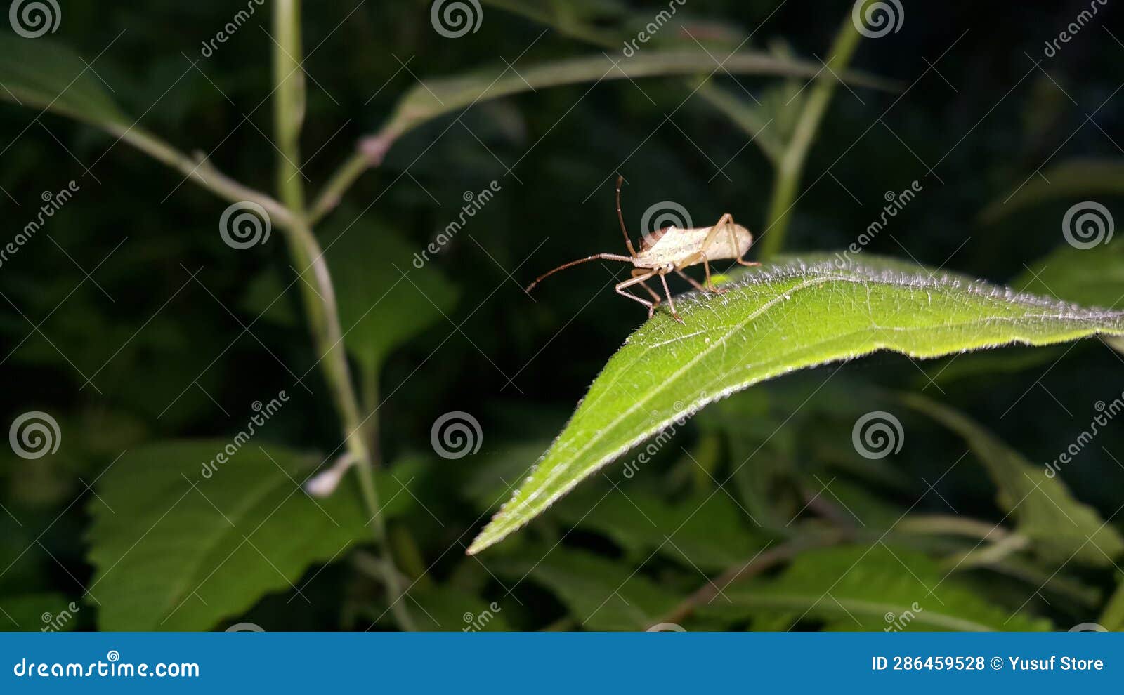 Photo of Riptortus Linearis (Bean Bug) Perched on a Leaf Stock Photo ...
