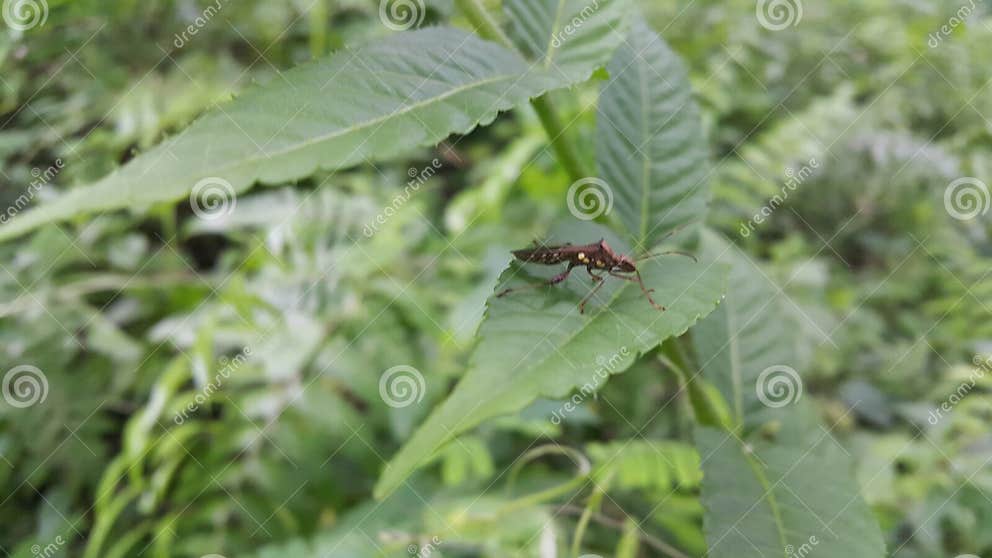 Photo of Riptortus Linearis (Bean Bug) Perched on a Leaf Stock Image ...