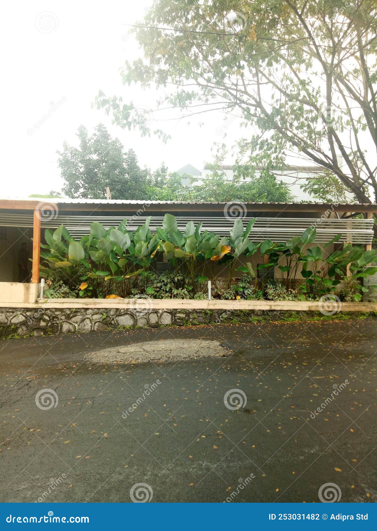 Roadside Garden with Broadleaf Greenery Stock Photo - Image of ...