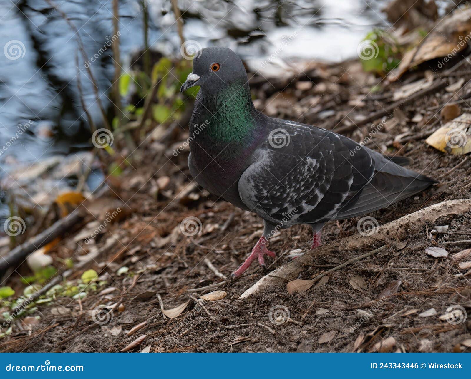 Photo of a rock pigeon stock photo. Image of beak, wilderness - 243343446