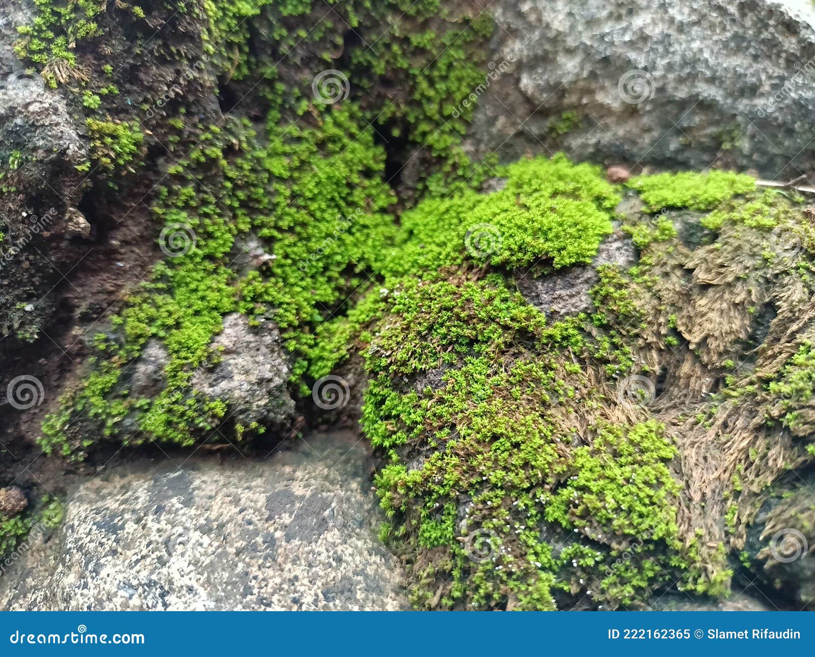 Photo Of Old Mossy Pot In The Corner Of The Garden. Stock Photography ...