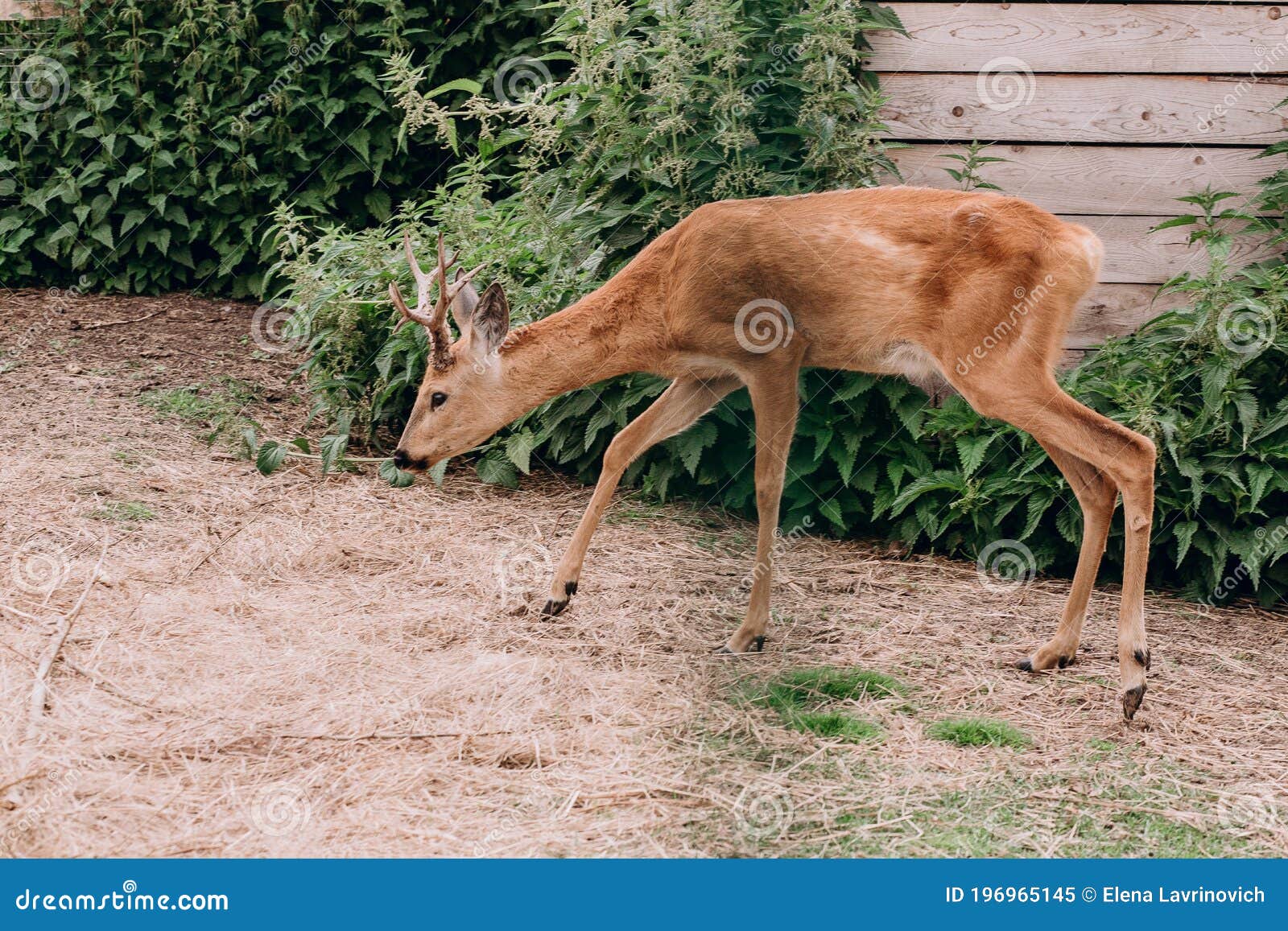 Photo of Roe Deer on the Farm Stock Image - Image of freezing, forest ...