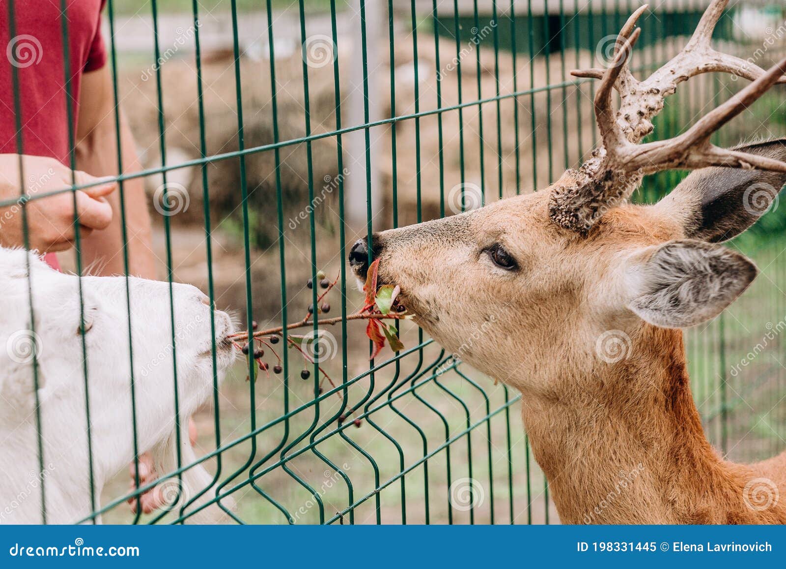 Photo of Roe Deer on the Farm Stock Image - Image of deer, mammal ...