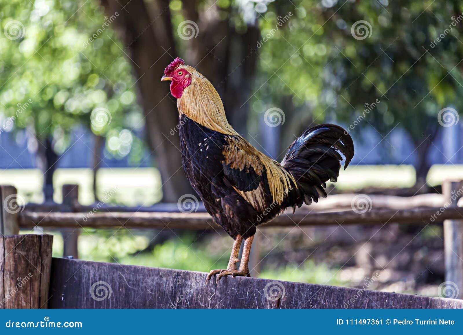Rooster on the perch stock image. Image of brown, nature - 111497361