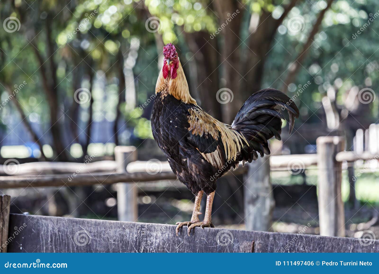 Rooster on the perch stock photo. Image of brown, bird - 111497406
