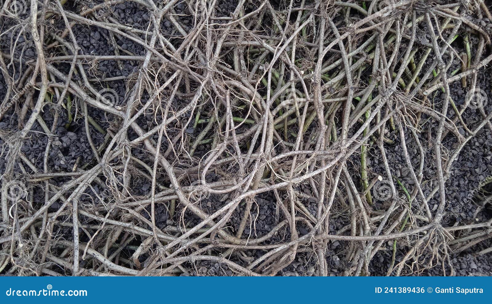 This Photo is about Roots Creeping on the Ground Stock Photo - Image of ...