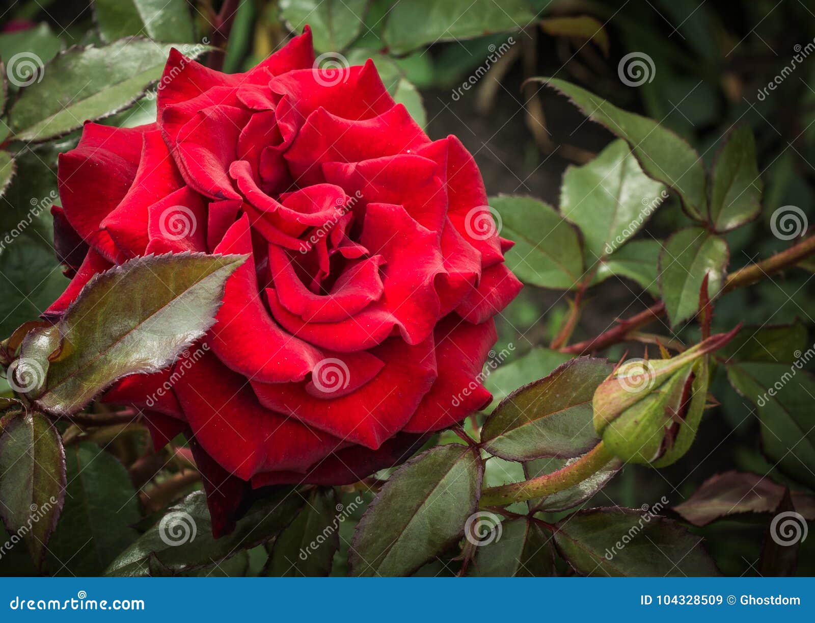 Rose stock image. Image of rose, water, bright, flower - 104328509