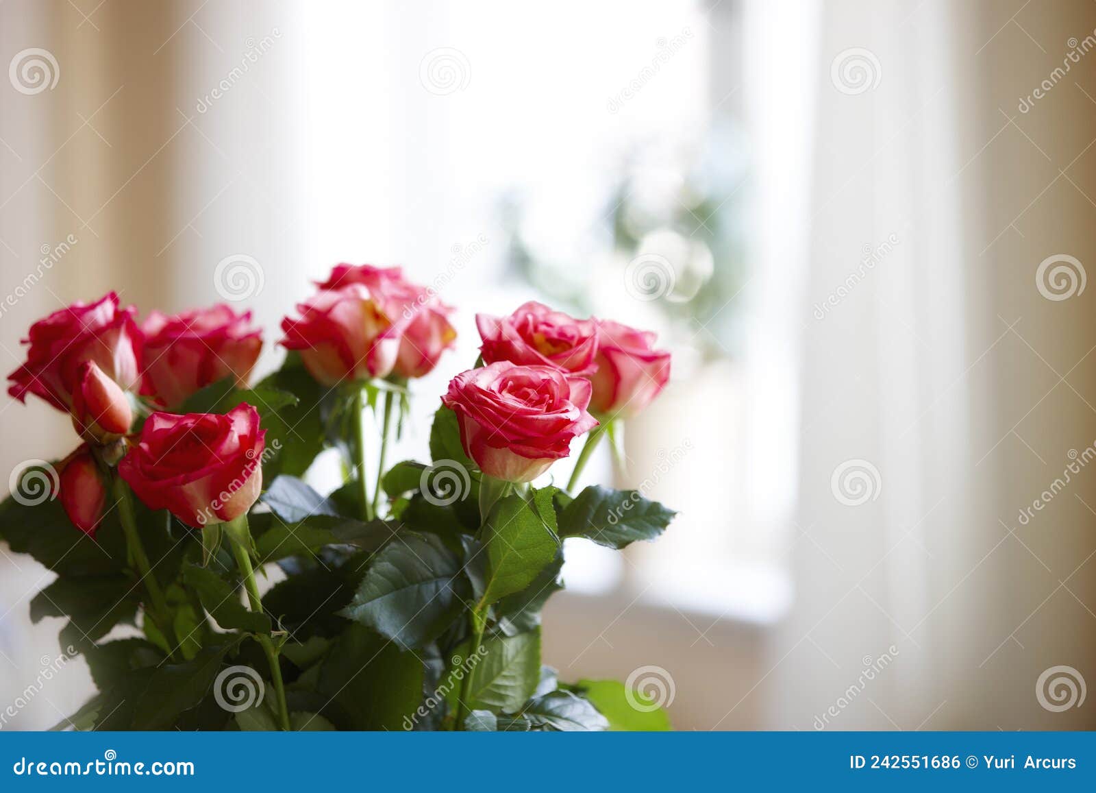 A Photo of Roses Indoor with Window As Background. a Photo of Roses ...