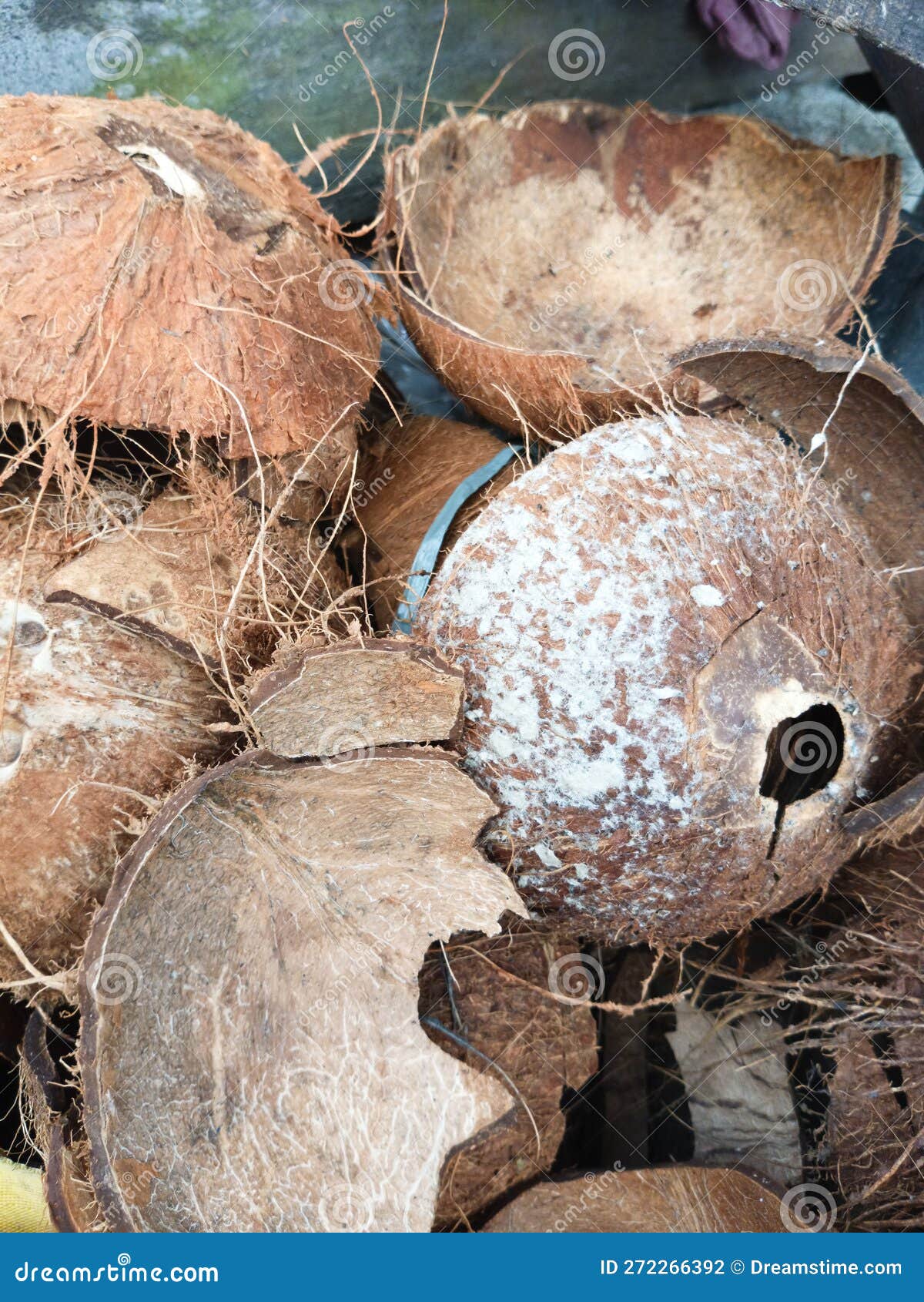 Photo of Rotten Coconut Shells Stock Photo - Image of mushroom, autumn ...