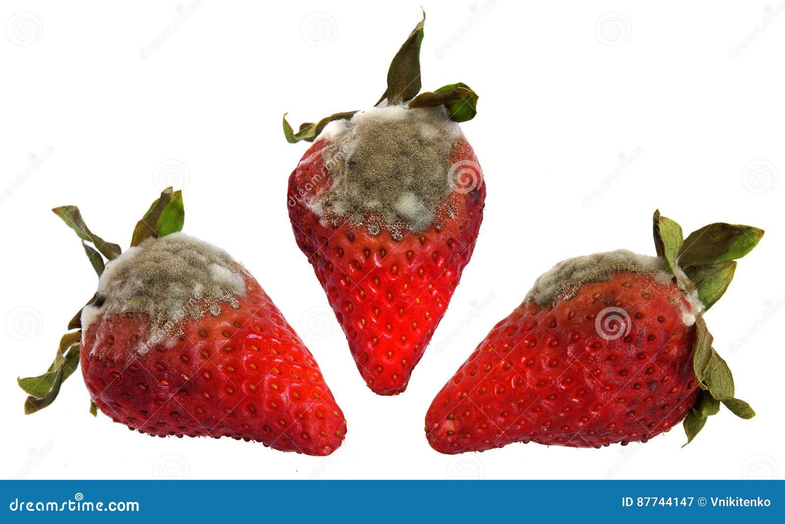 Photo of Rotten Strawberries Stock Image - Image of spore, strawberry ...