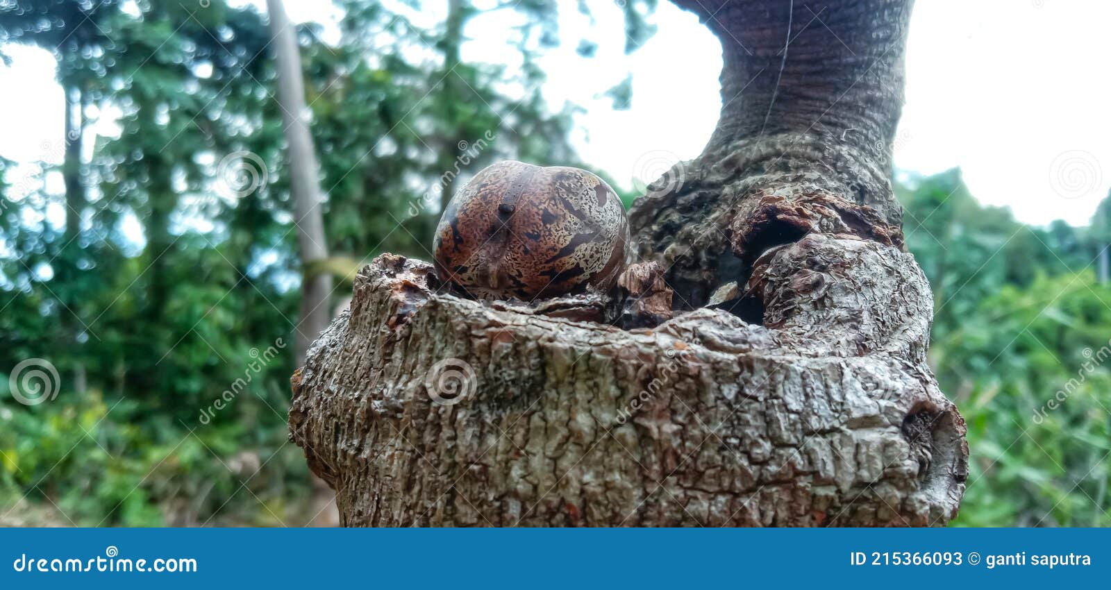 This is a Photo of a Rubber Tree Fruit Stock Image - Image of rubber ...