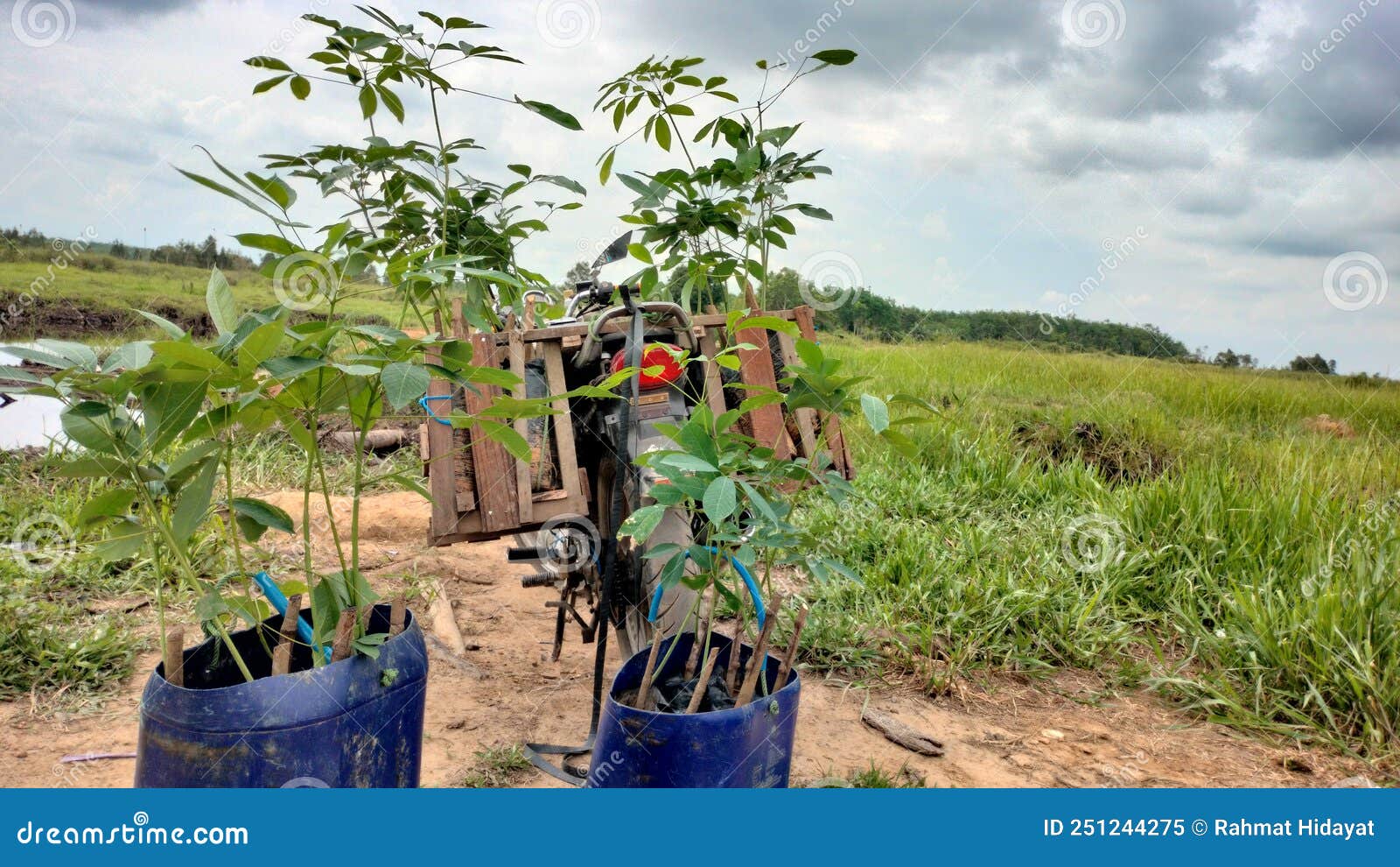 Photo of the Rubber Tree Planting Process Stock Image - Image of ...