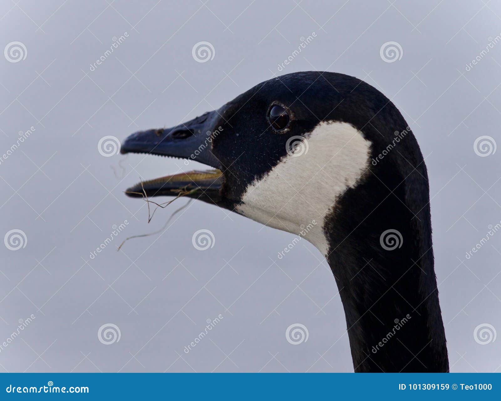 Photo Of Scared Nervous Guilty Ginger Kid Touch Head Speechless Wear ...