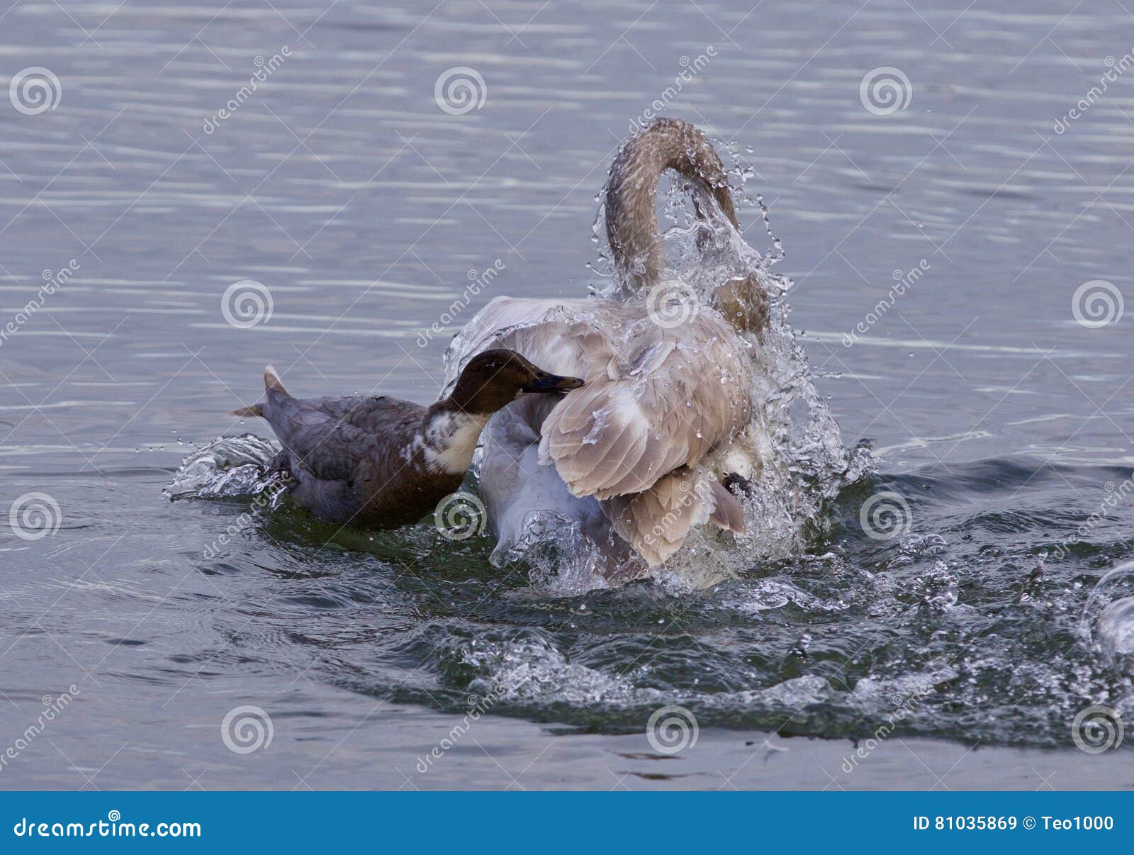 Photo of a Scared Swan Under Attack of a Crazy Duck Stock Image - Image ...