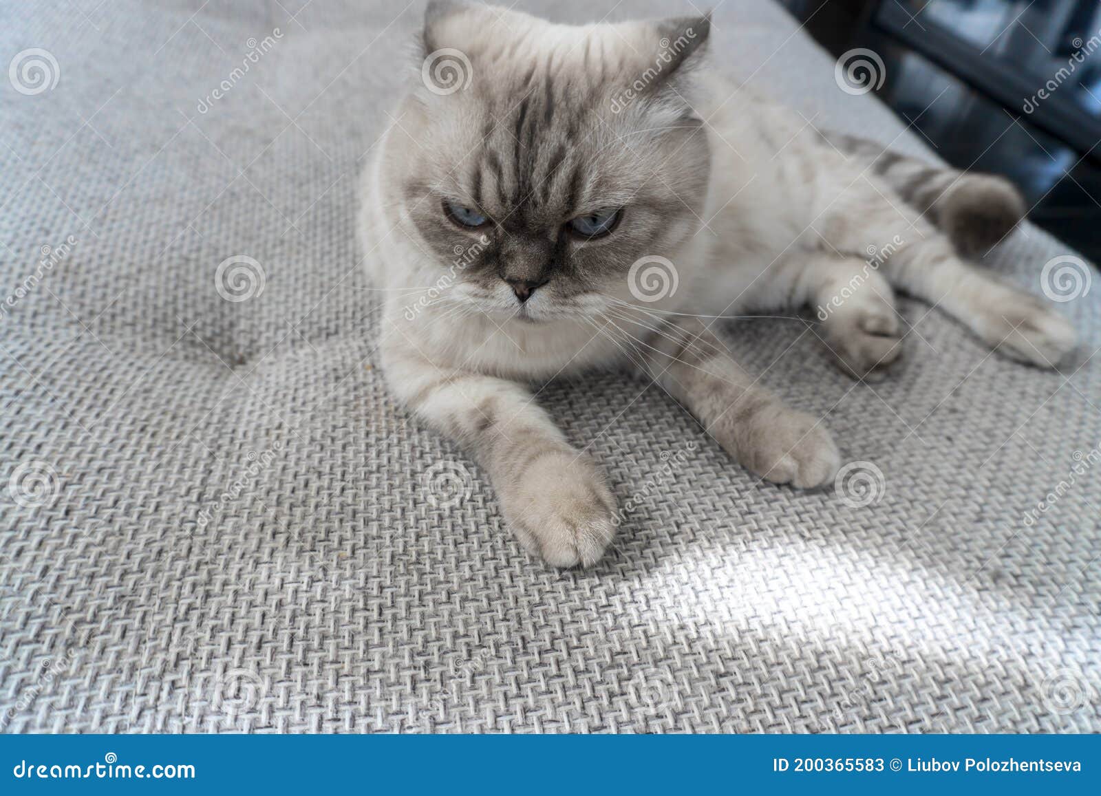 Photo Scottish Cat Breed, White with Blue Eyes, Scottish-fold Stock ...