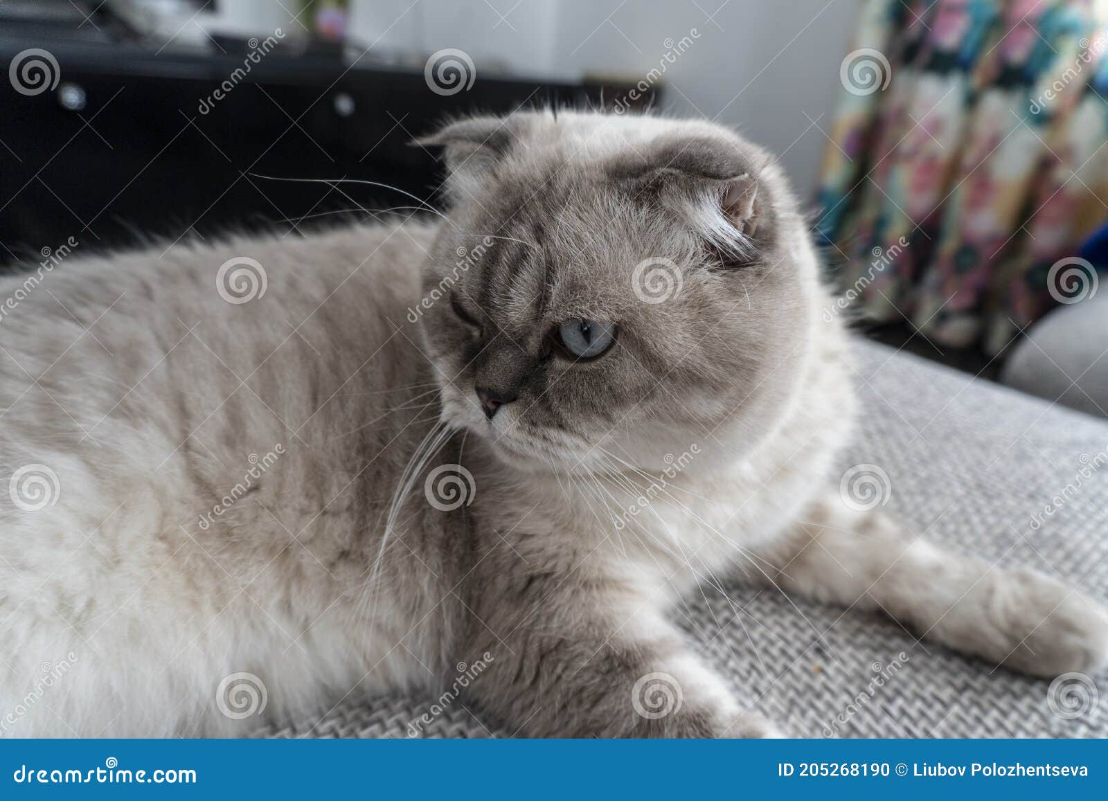 Photo Scottish Cat, Scottish-fold, White with Blue Eyes Stock Photo ...
