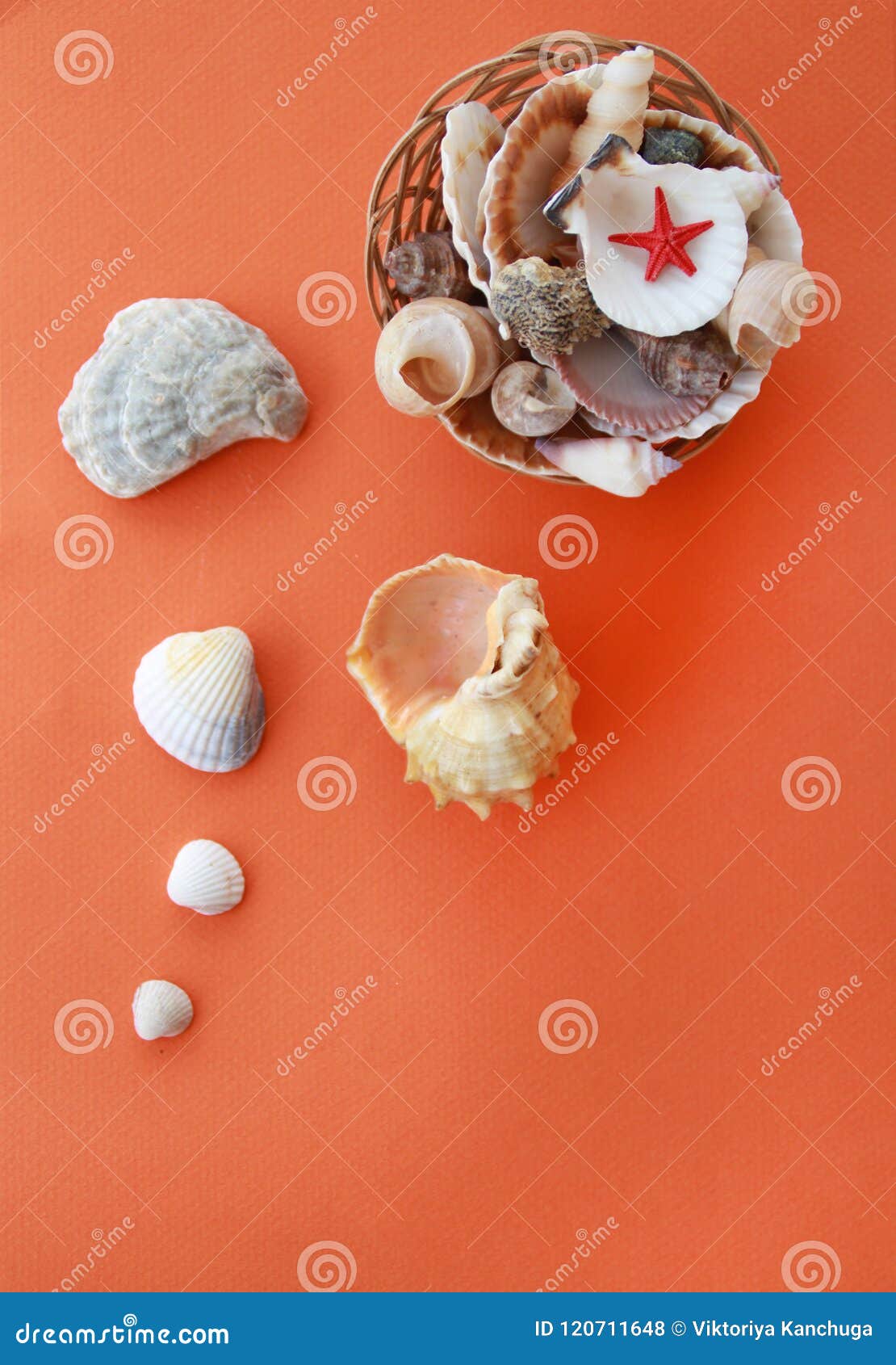 Photo of Sea Shells on Orange Background. Stock Photo - Image of float ...