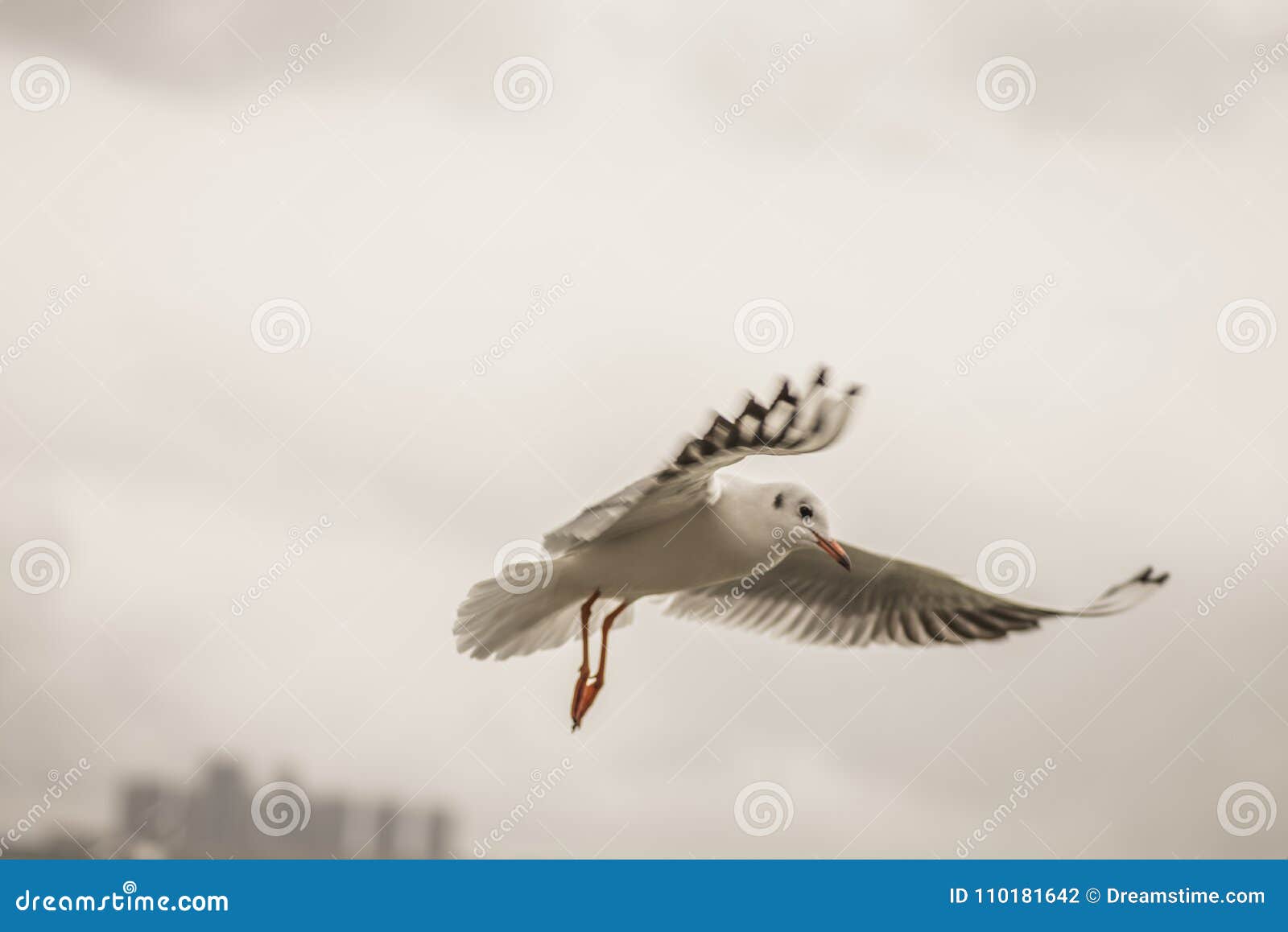 Seagull hovering 2 stock photo. Image of feet, seagull - 110181642