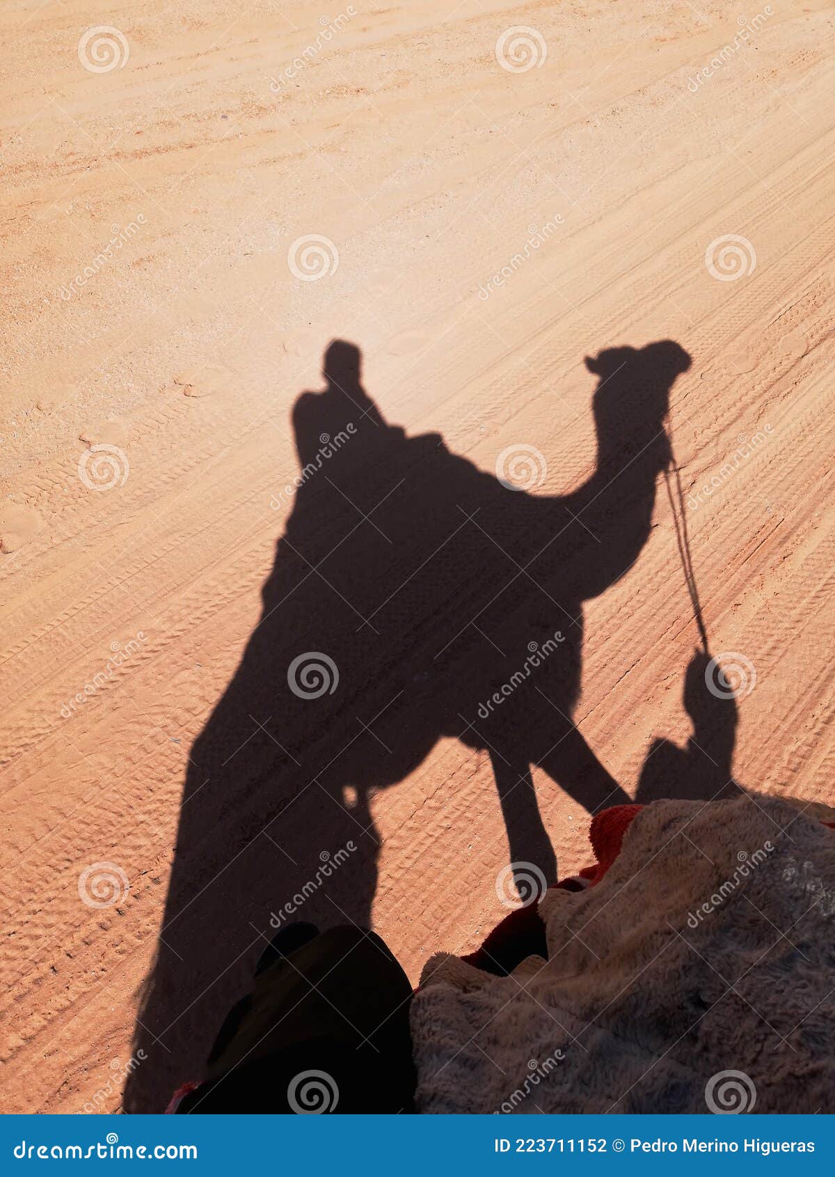 Camel shadow in the desert stock photo. Image of dune - 223711152