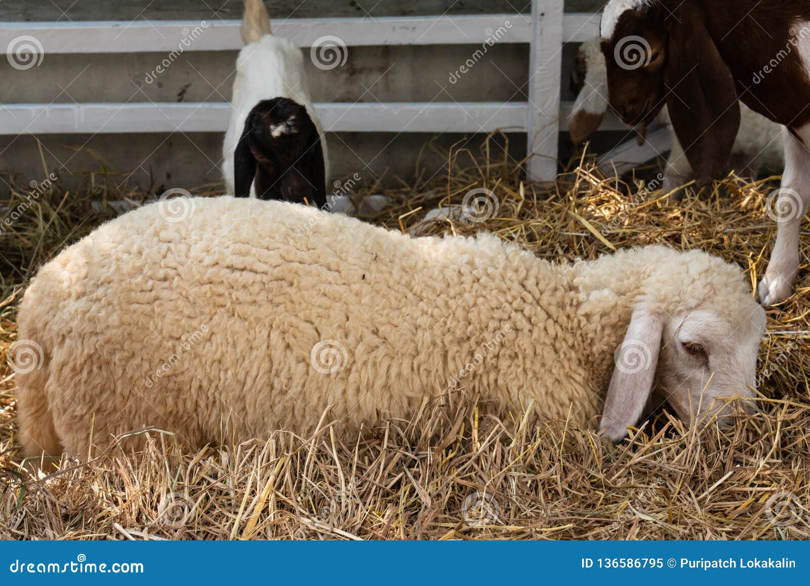 Sheep Lay Down on the Straw Stock Image - Image of aries, cute: 136586795
