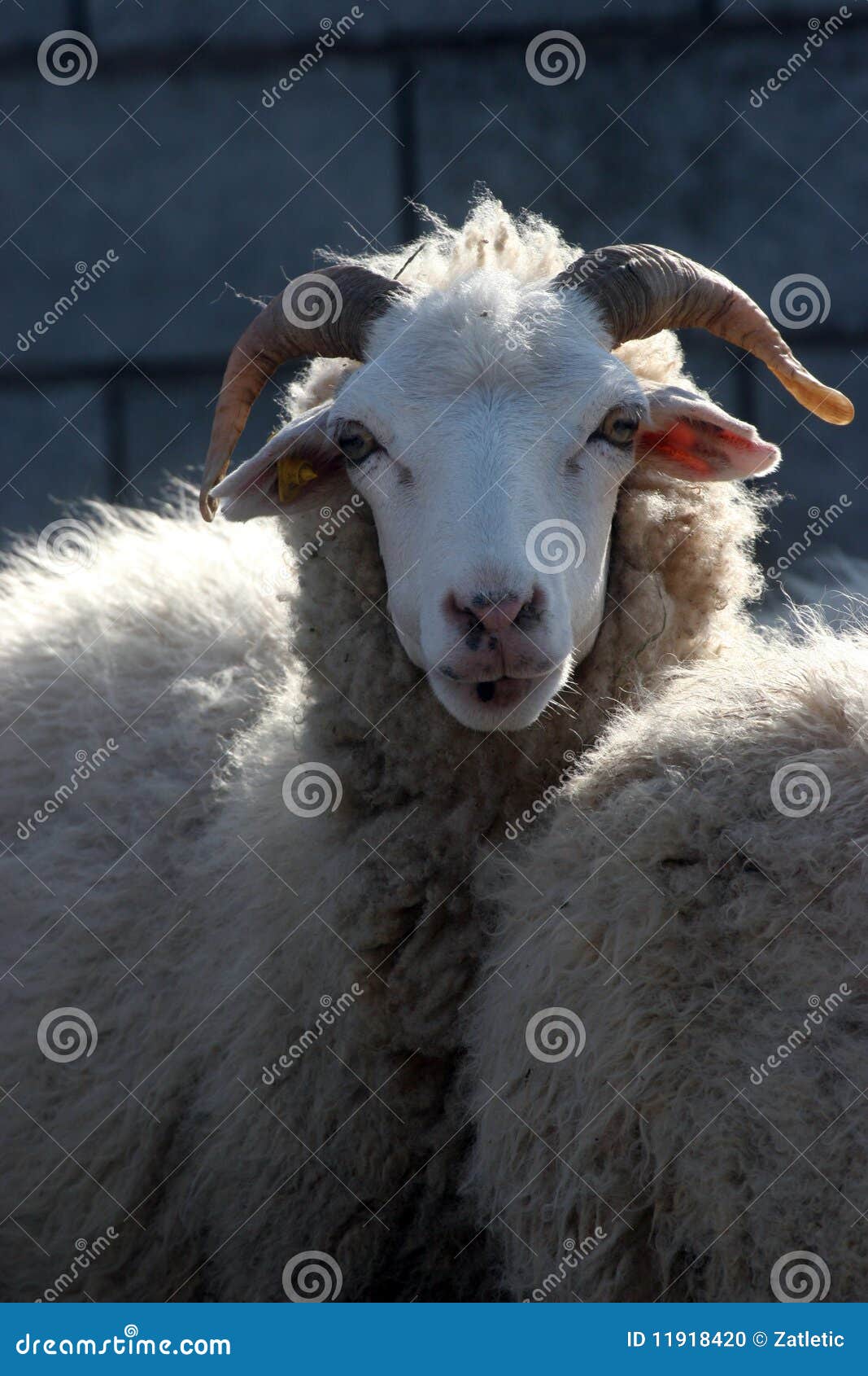 Photo of Sheep Looking into Camera Stock Photo - Image of animal, lamb ...
