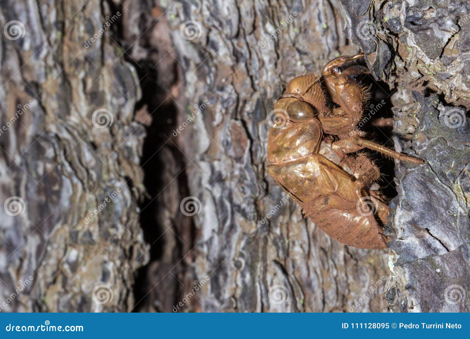 Shell of Cicada in the Trunk of the Tree Stock Image - Image of outdoor ...