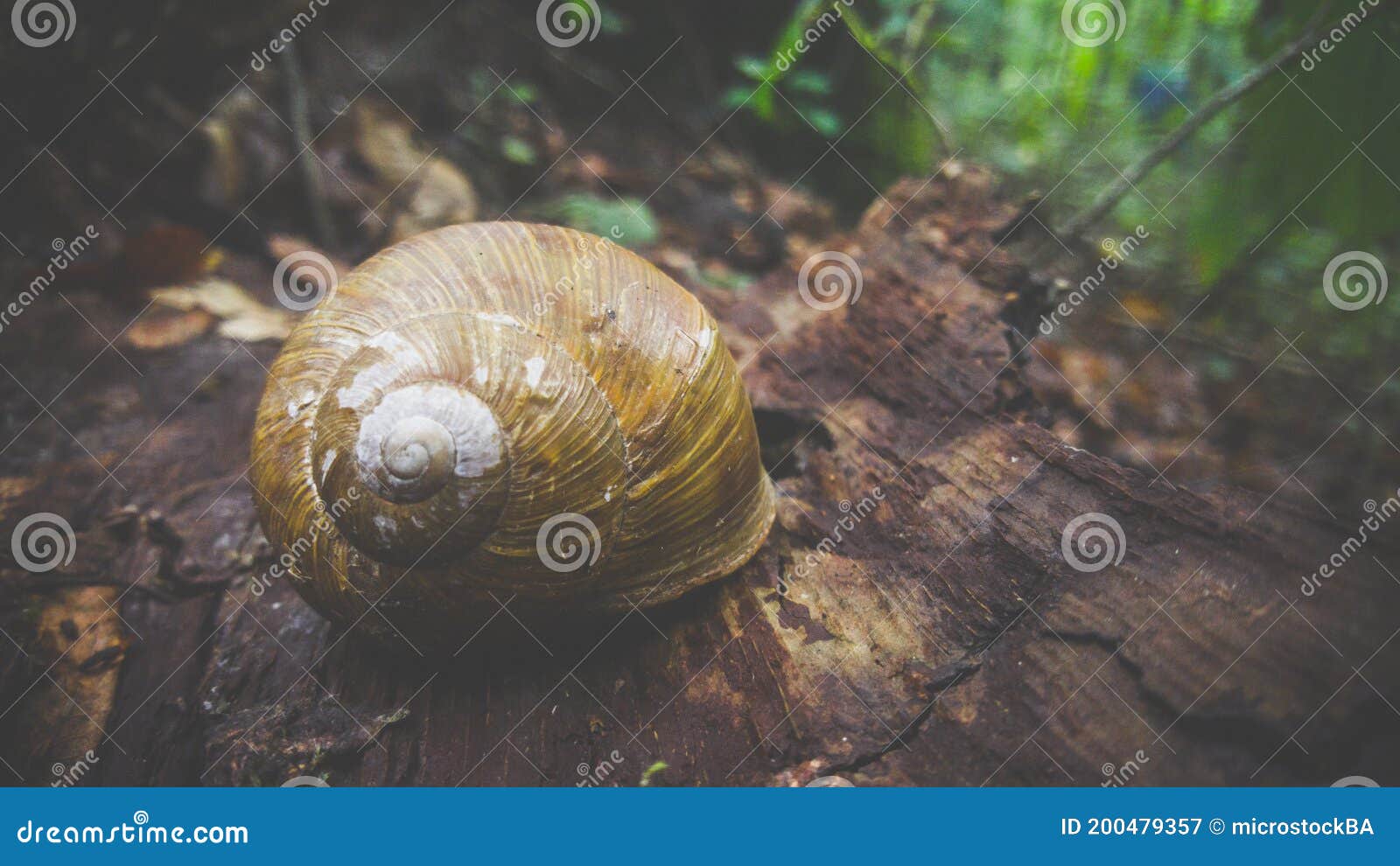 Shell of Snail on Tree in Forest Stock Image - Image of shell, frog ...