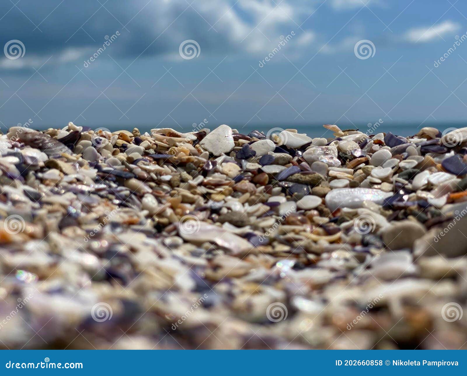 Shells and rocks stock photo. Image of rock, shells - 202660858
