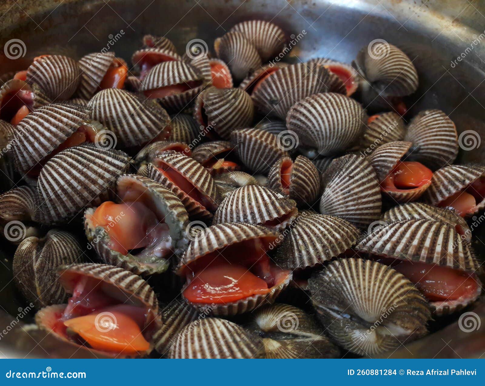 Photo of Shells in a Stainless Steel Container with a Black Background ...