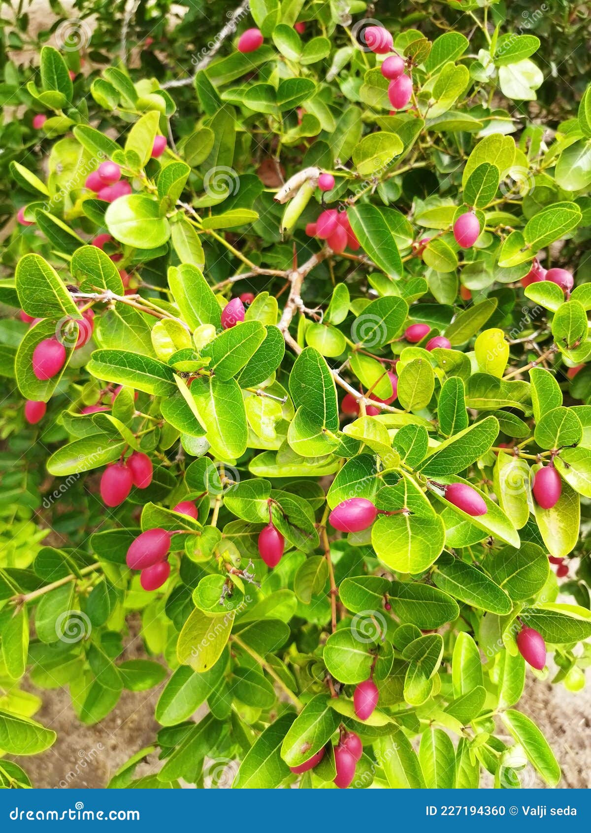 Photo Shoot Beautiful Carissa Carandas Stock Photo - Image of flower ...