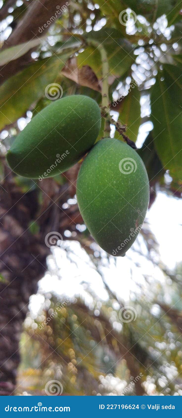 Photo Shoot Beautiful Mango Stock Photo - Image of berry, leaf: 227196624