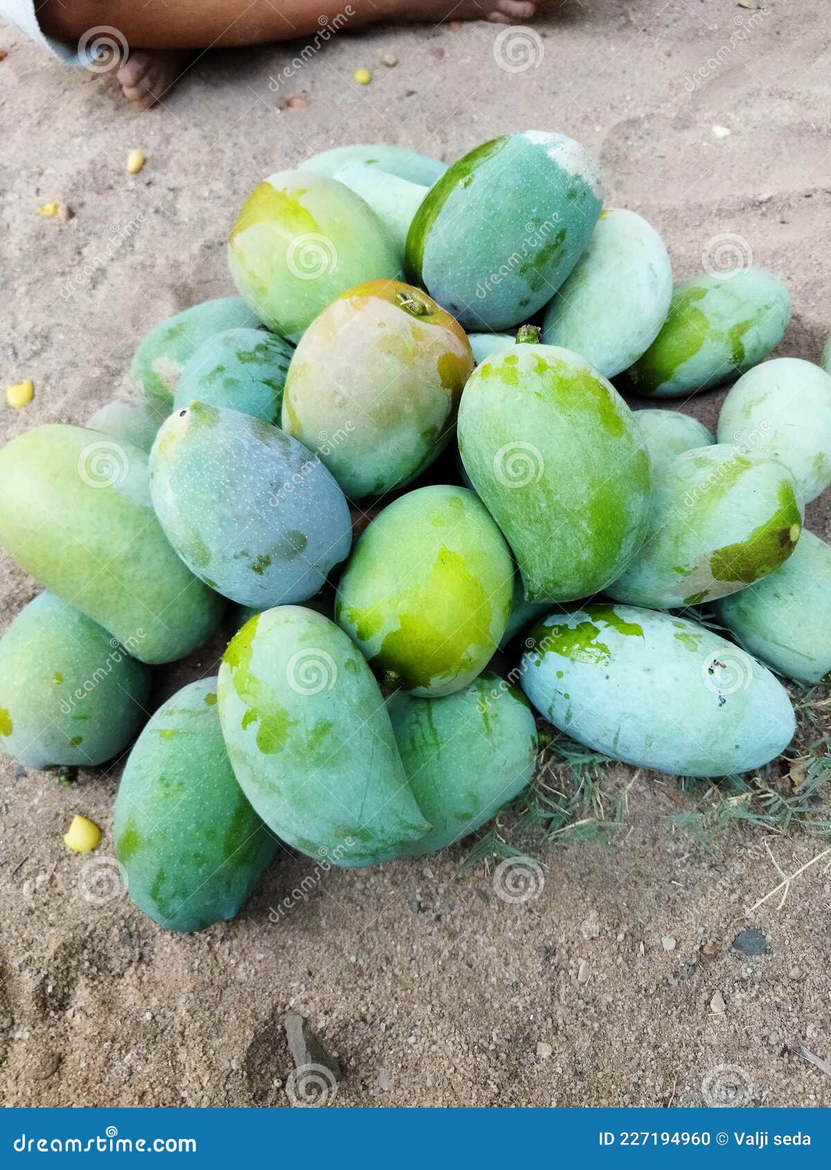 Photo Shoot Beautiful Mango Stock Photo - Image of gourd, fruit: 227194960