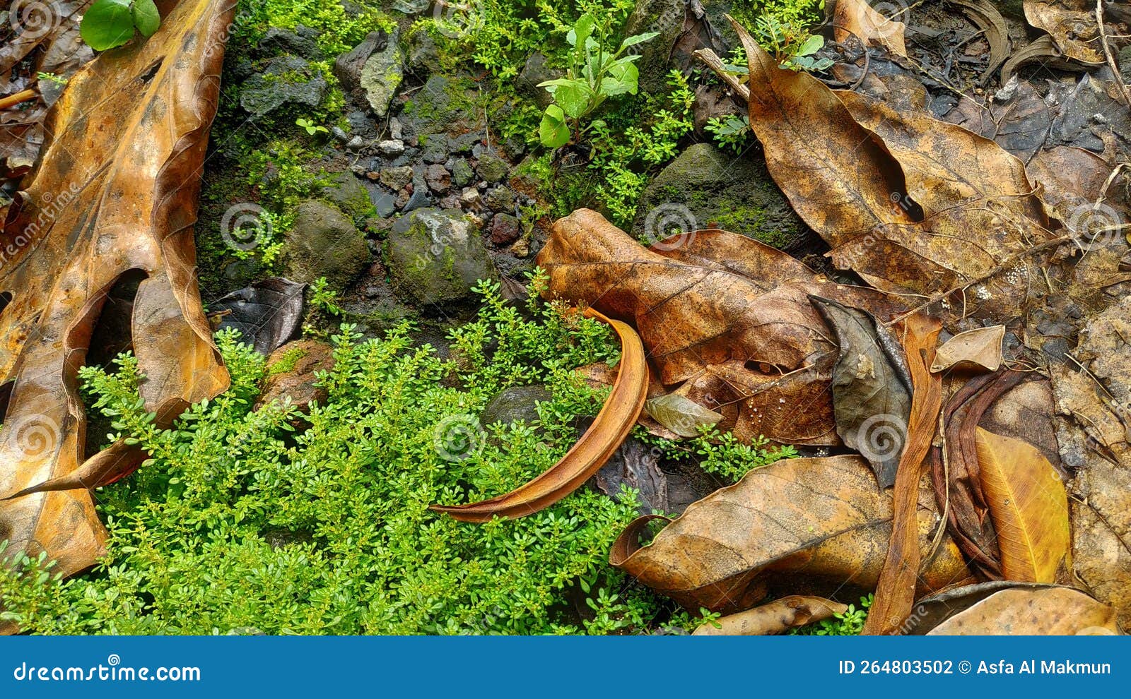 Photo Shoot of Grass and Dry Leaves Stock Photo - Image of grass, shoot ...