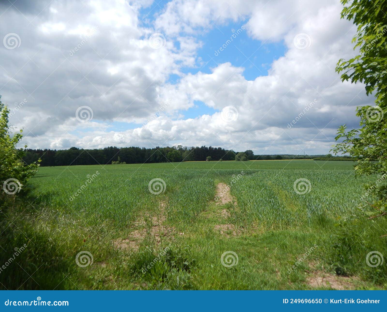 Photo Shoots of North German Nature Stock Photo - Image of plant ...