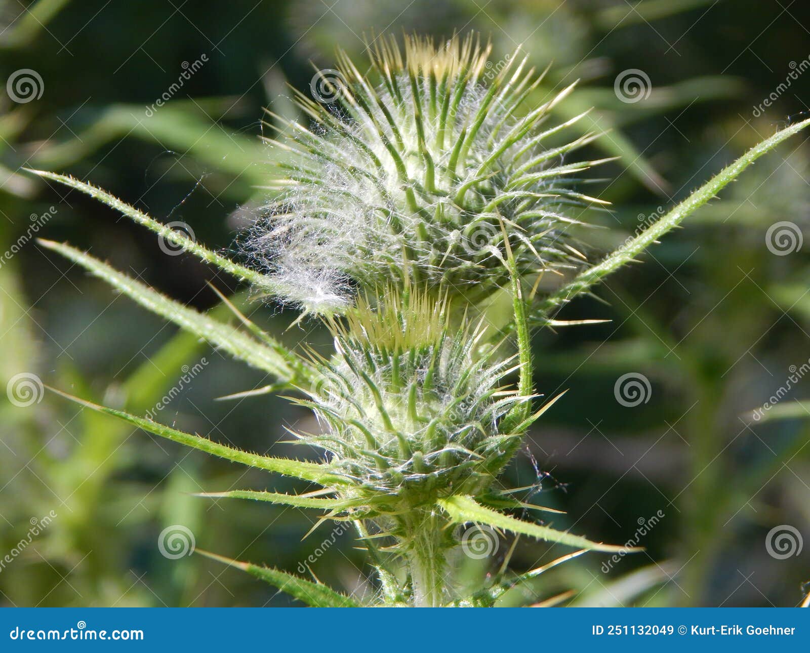 Photo Shoots of Plants in Northern Germany Stock Image - Image of ...