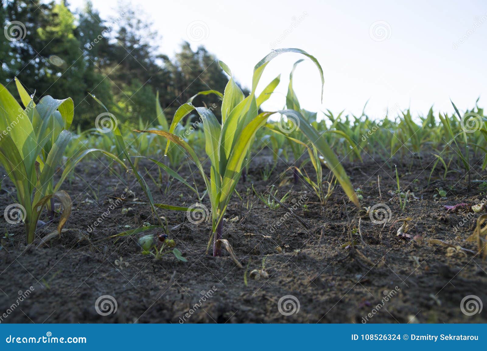 Young shoots of corn stock photo. Image of corn, crop - 108526324