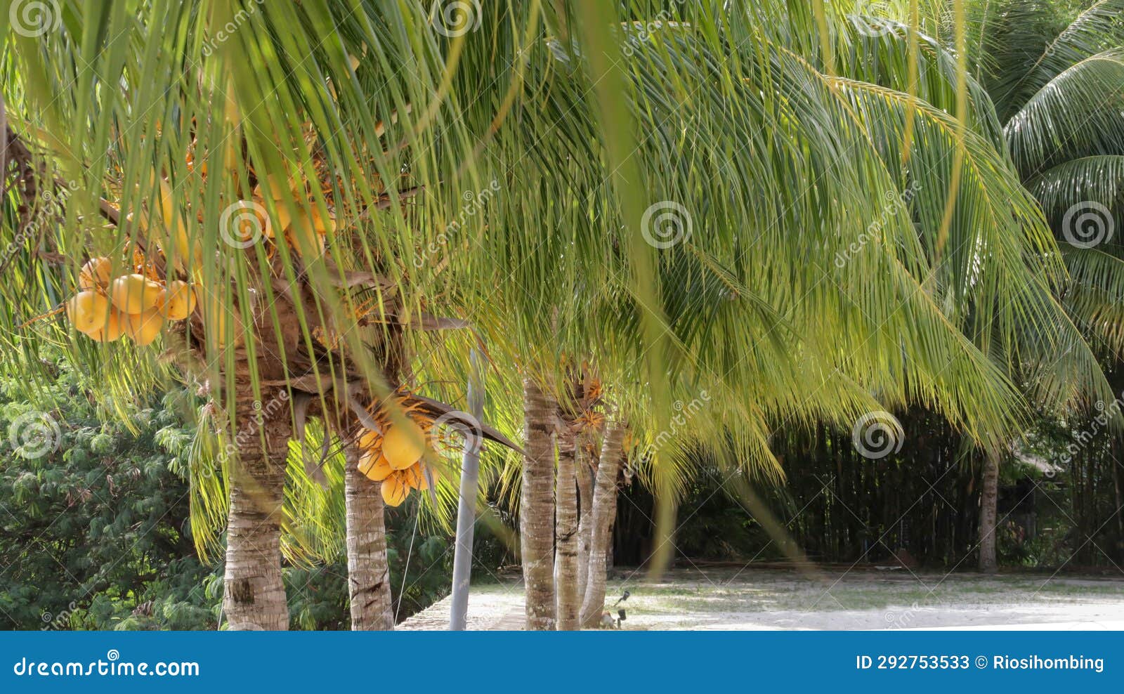 Photo of Short Coconut Trees with Yellow Fruit Lining the Beach Stock ...